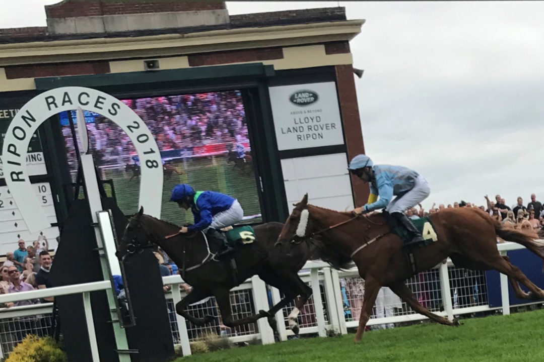 Enclosures - Ripon Races